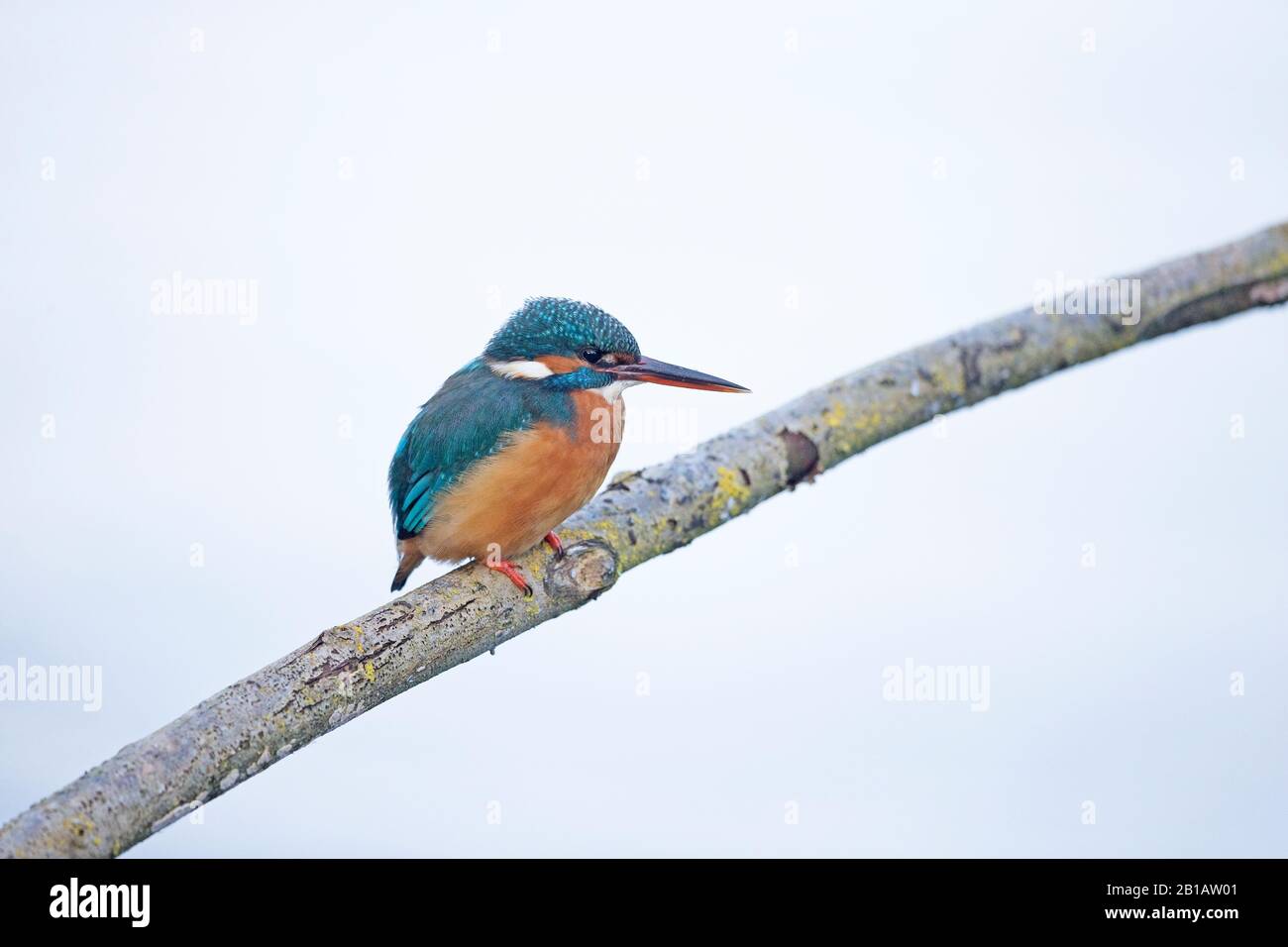 Common Kingfisher (Alcedo atthis Stock Photo - Alamy