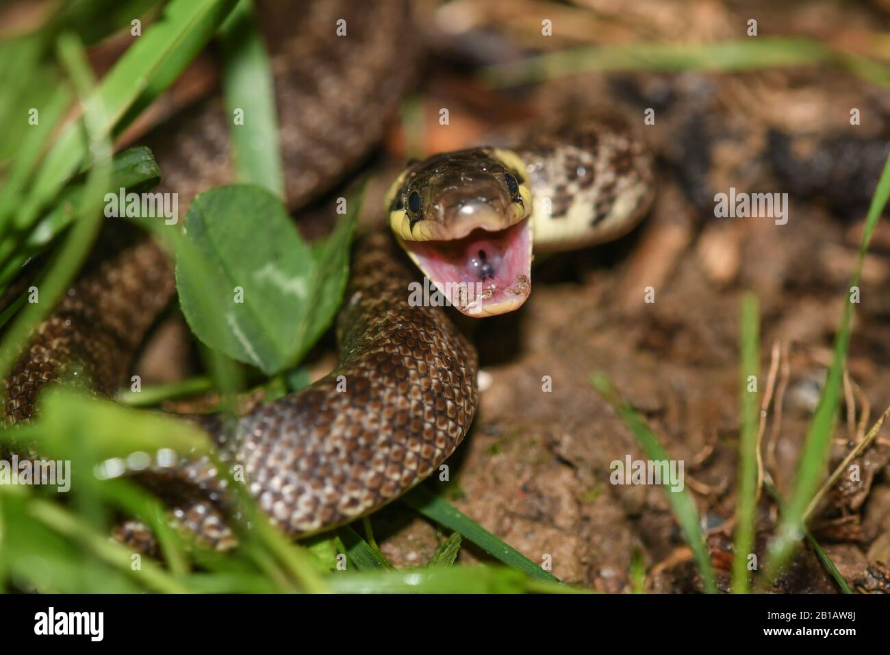Attacking snake hi-res stock photography and images - Alamy