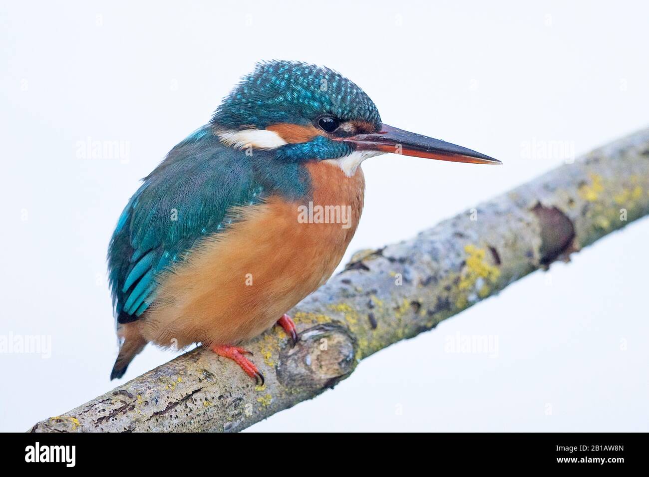 Common Kingfisher (Alcedo atthis Stock Photo - Alamy