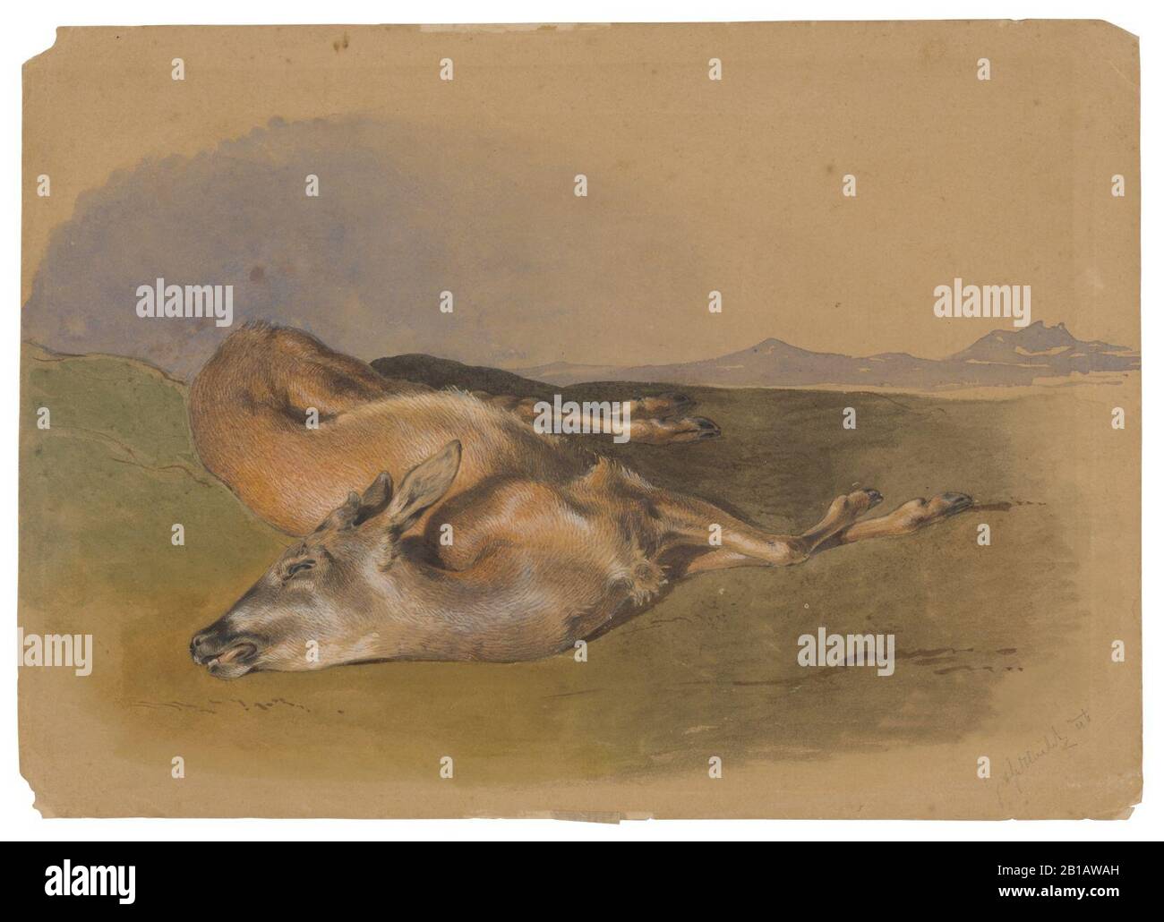 Dead doe hi-res stock photography and images - Alamy