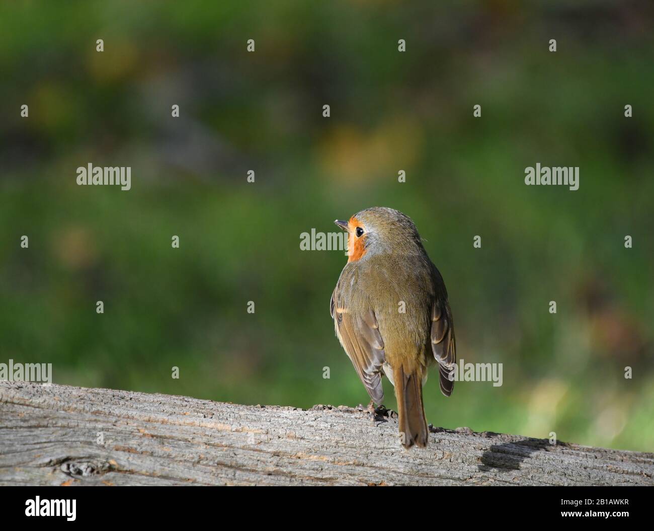 Animales robin hi-res stock photography and images - Alamy