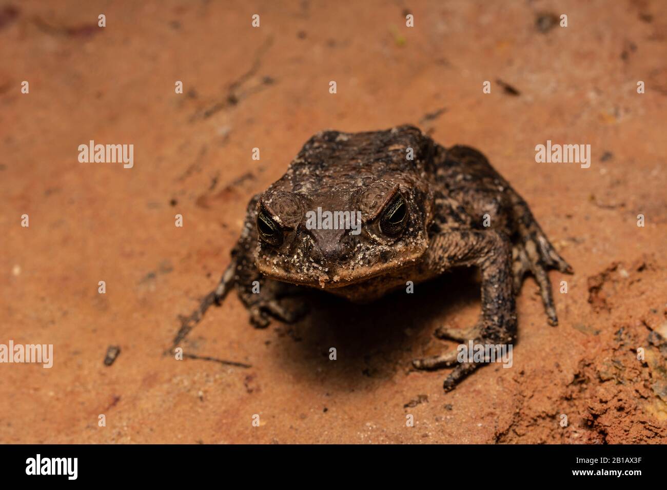 South American Cane Toad (Rhinella marina) from the Peruvian Amazon ...