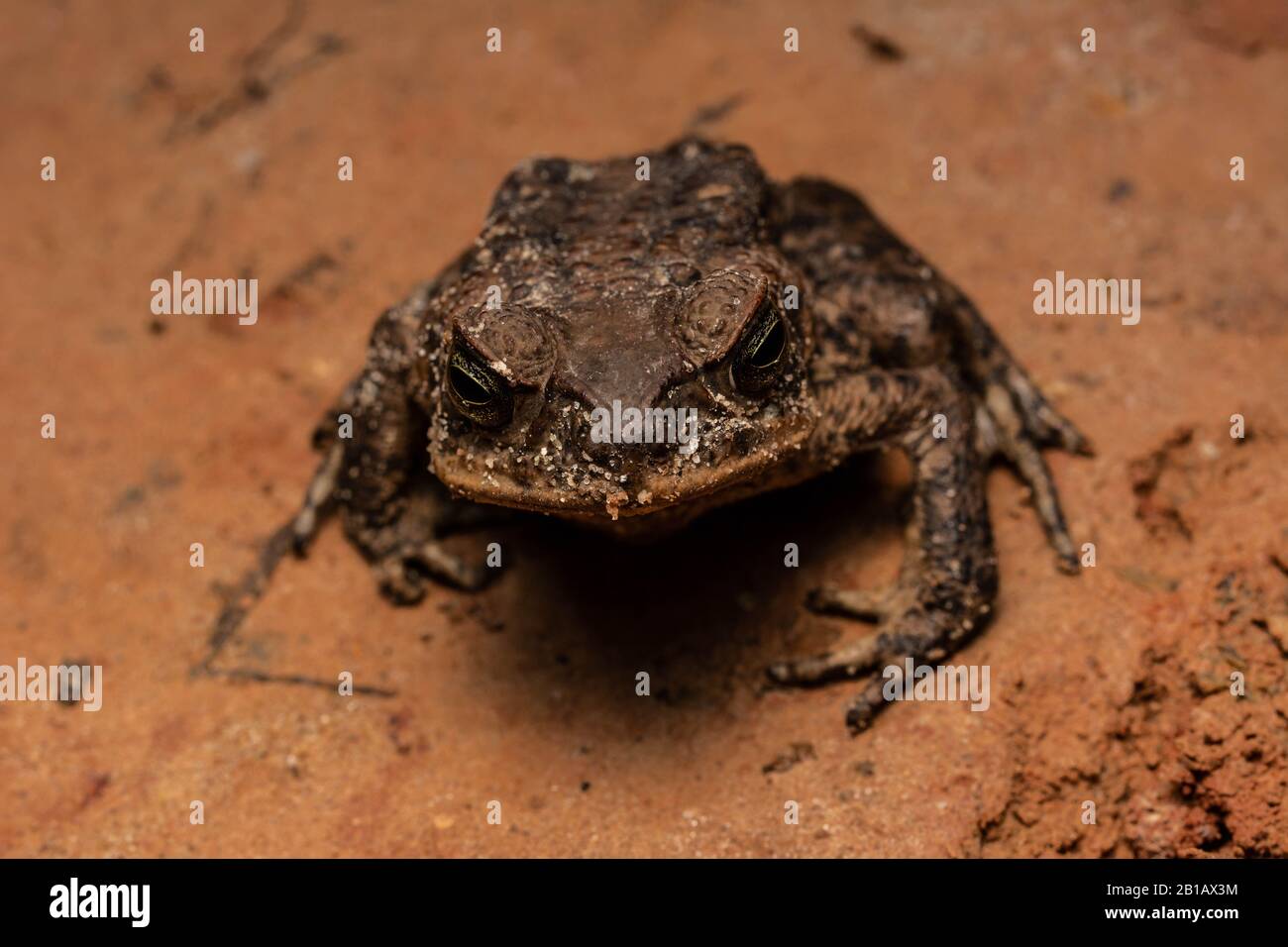 South American Cane Toad (Rhinella marina) from the Peruvian Amazon ...