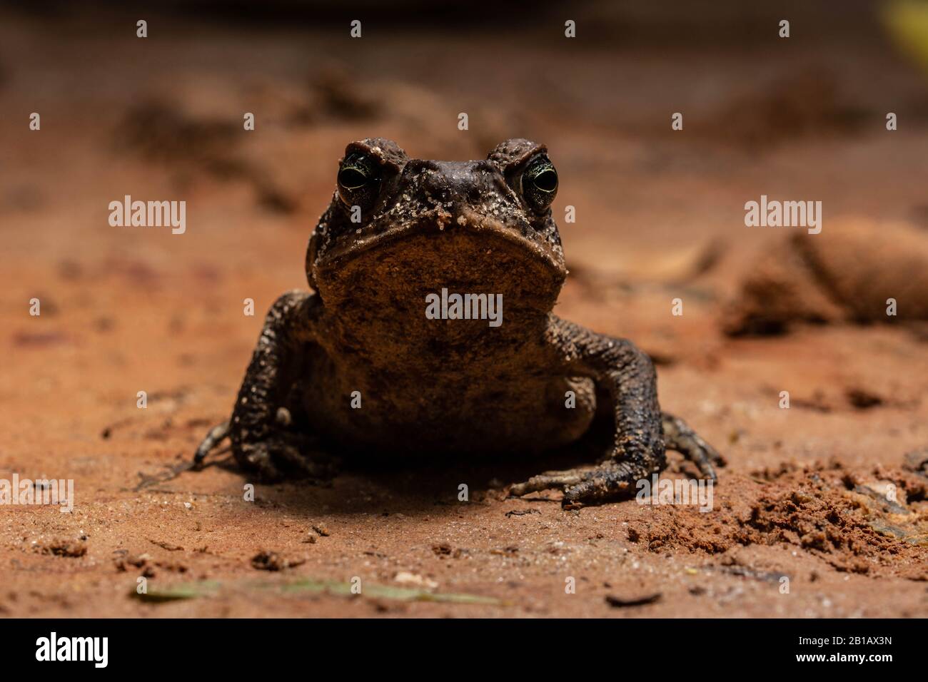 South American Cane Toad (Rhinella marina) from the Peruvian Amazon ...