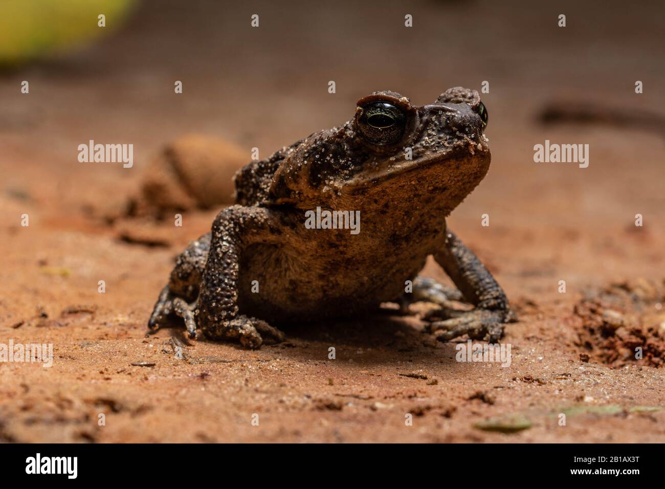 South American Cane Toad (Rhinella marina) from the Peruvian Amazon ...