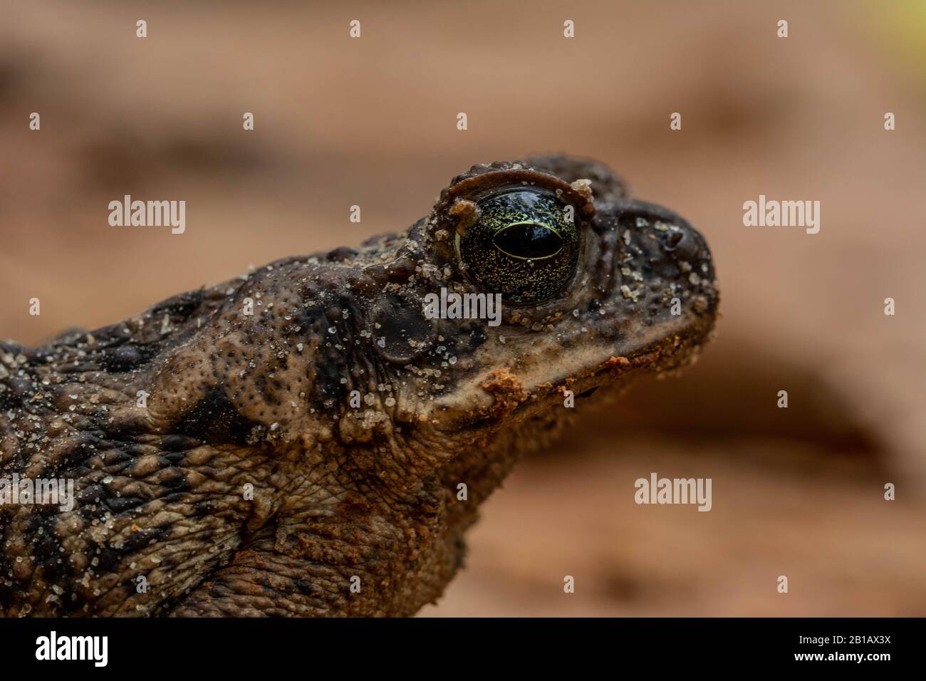 South American Cane Toad (Rhinella marina) from the Peruvian Amazon ...