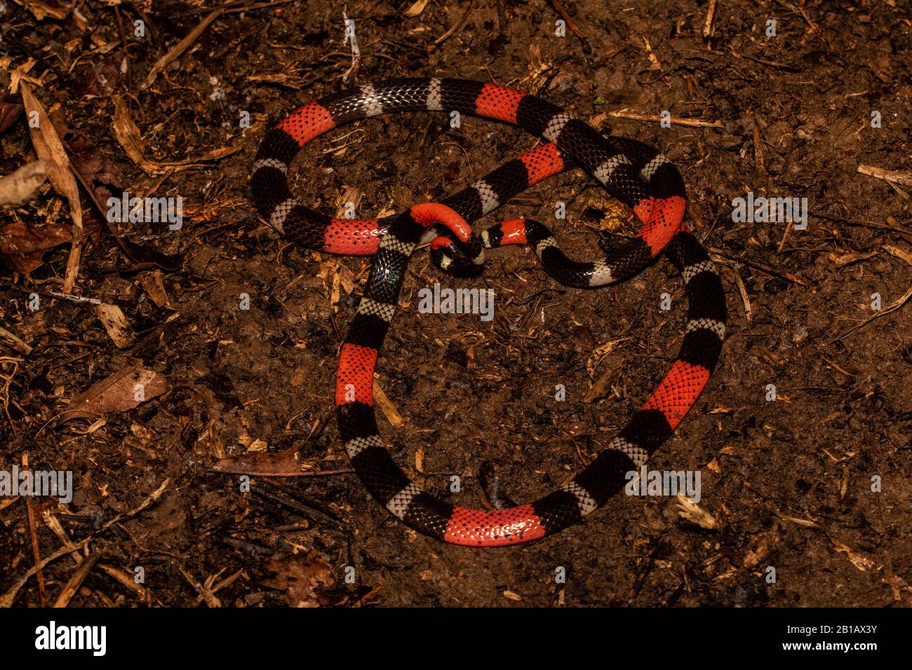 South American Coralsnake (Micrurus lemniscatus) from the Peruvian ...