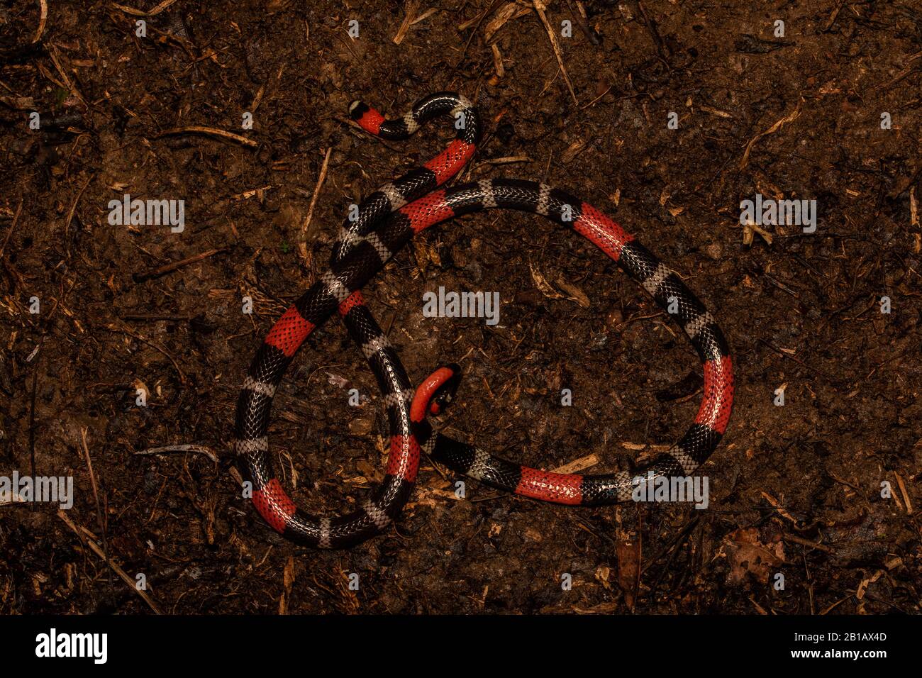 South American Coralsnake (Micrurus lemniscatus) from the Peruvian ...