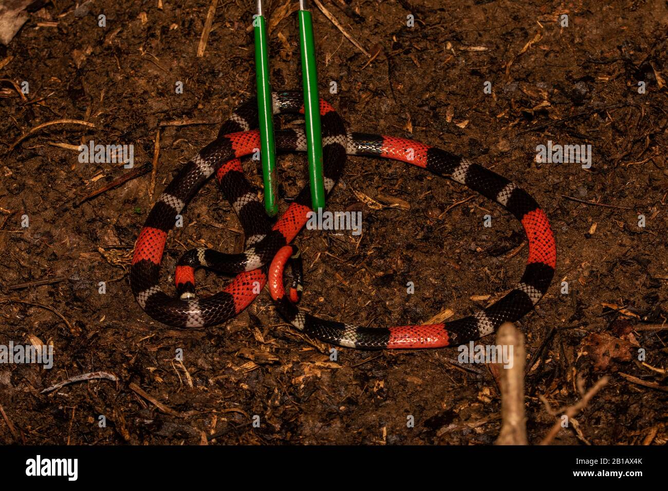 South american coralsnake hi-res stock photography and images - Alamy