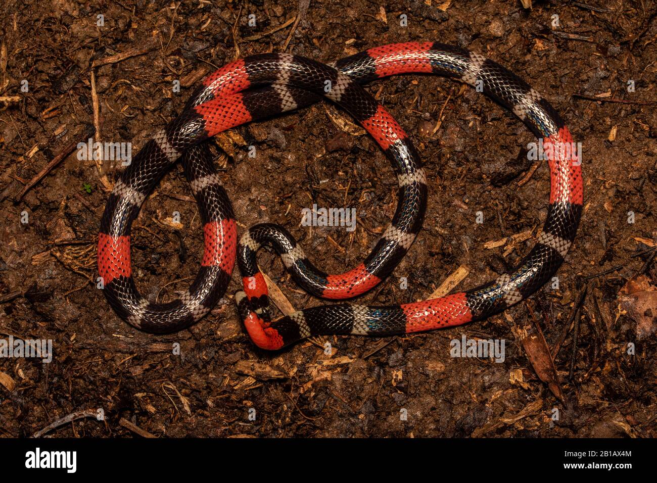 Elapidae micrurus hi-res stock photography and images - Alamy