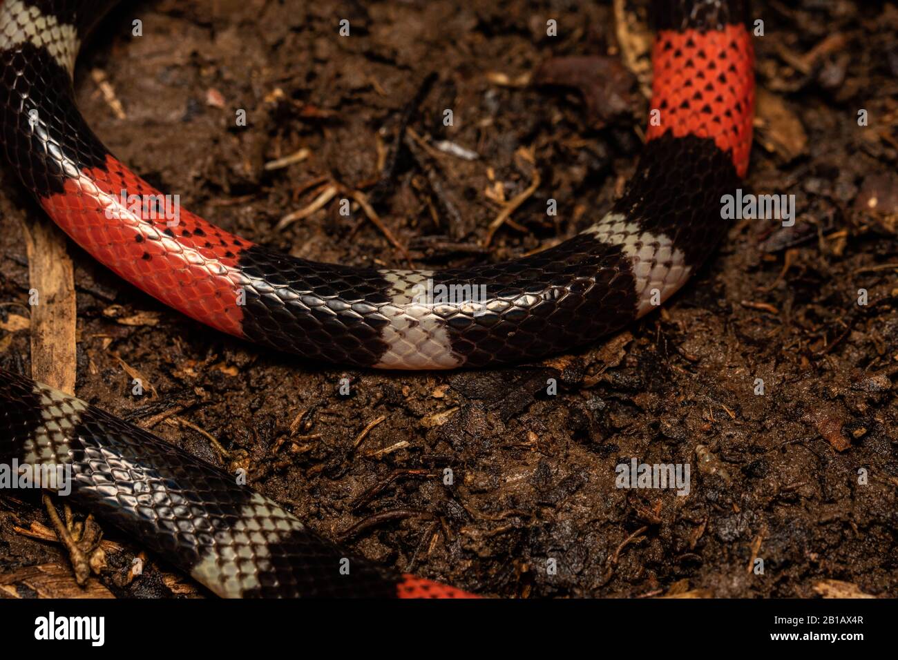 South American Coralsnake (Micrurus lemniscatus) from the Peruvian ...