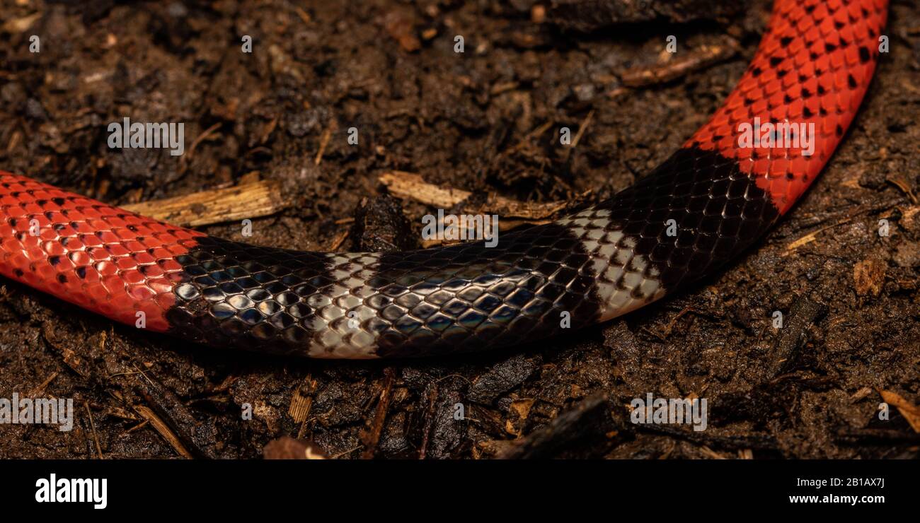 South American Coralsnake (Micrurus lemniscatus) from the Peruvian ...
