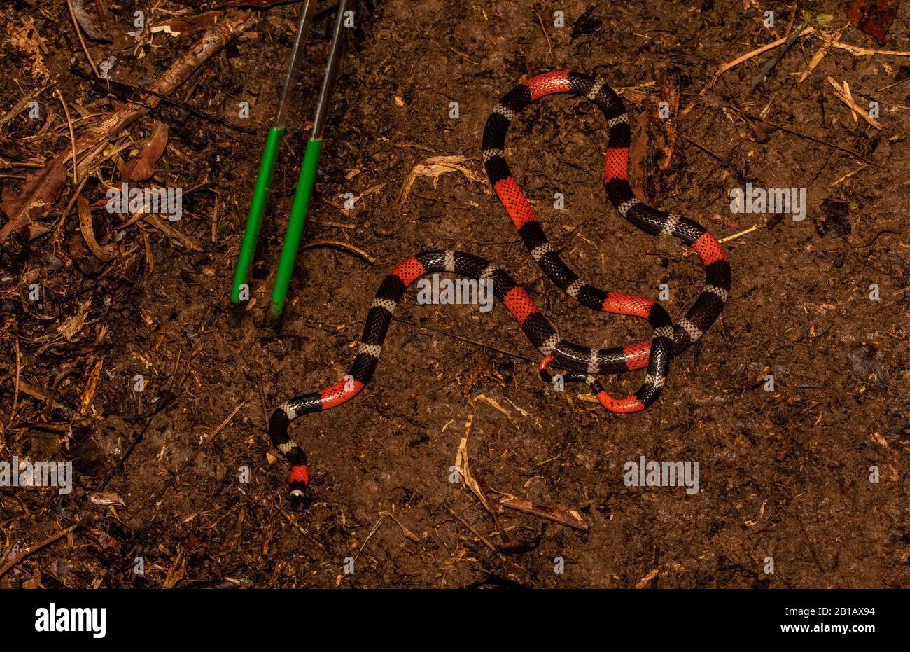 South American Coralsnake (Micrurus lemniscatus) from the Peruvian ...
