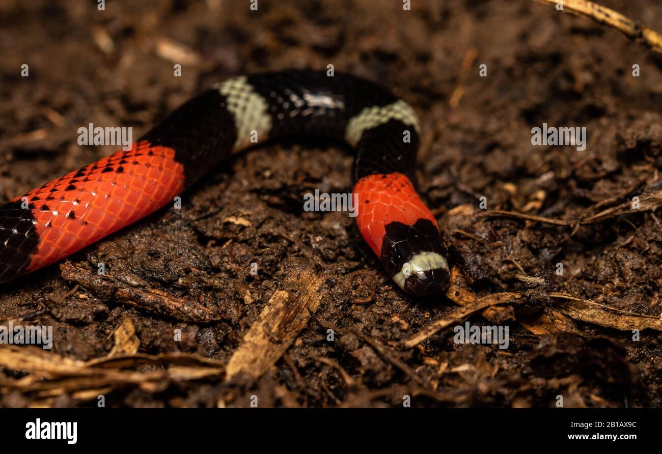 Elapidae micrurus hi-res stock photography and images - Alamy