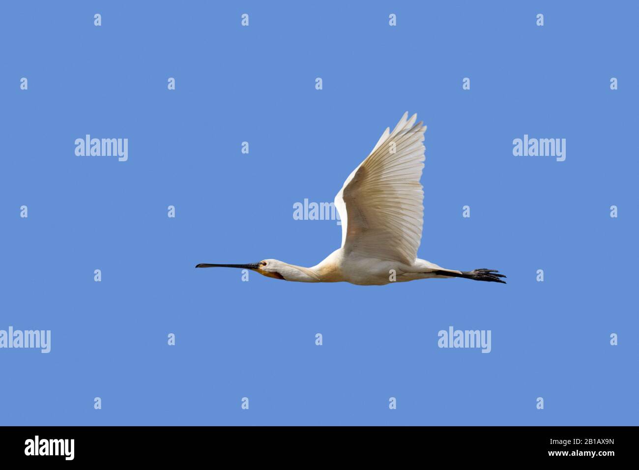 Eurasian spoonbill / common spoonbill (Platalea leucorodia) in breeding ...