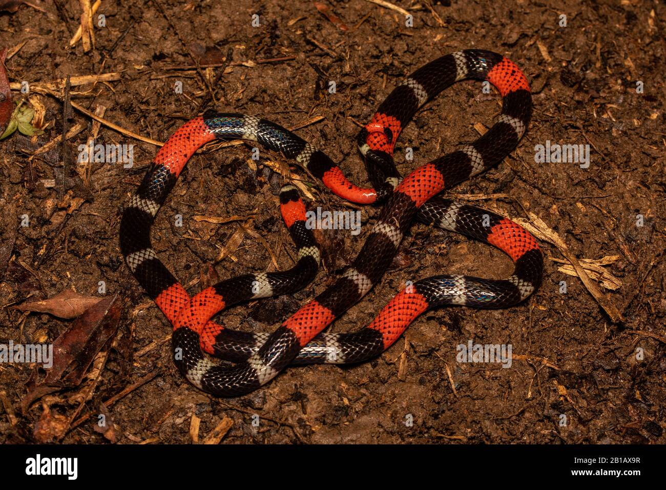 South American Coral Snake