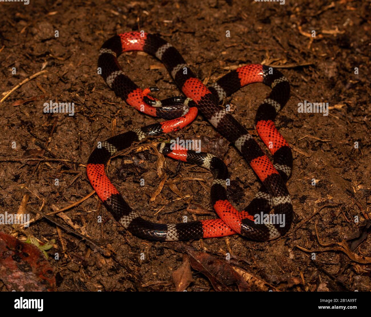 South American Coralsnake (Micrurus lemniscatus) from the Peruvian ...