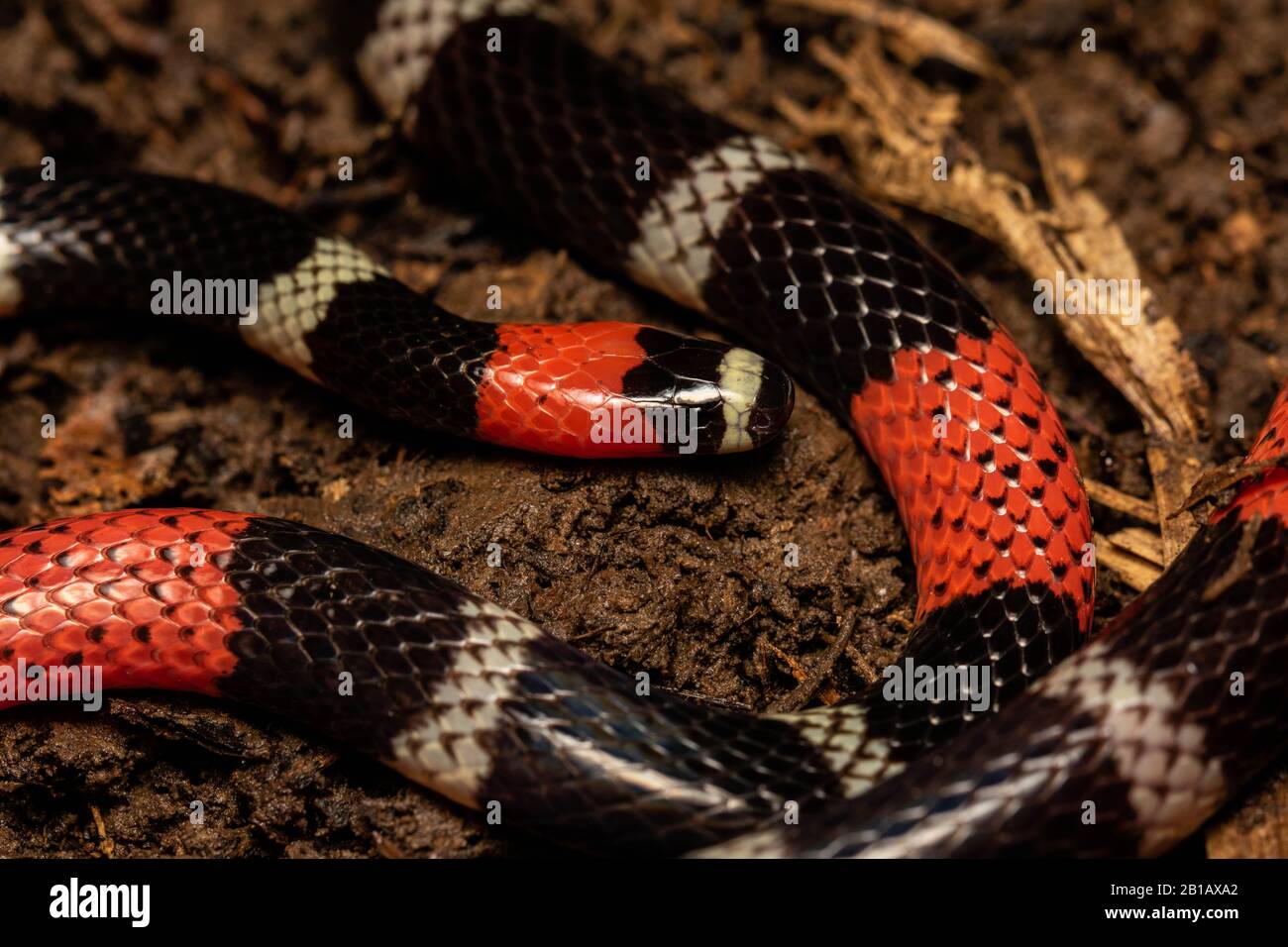 Elapidae micrurus hi-res stock photography and images - Alamy