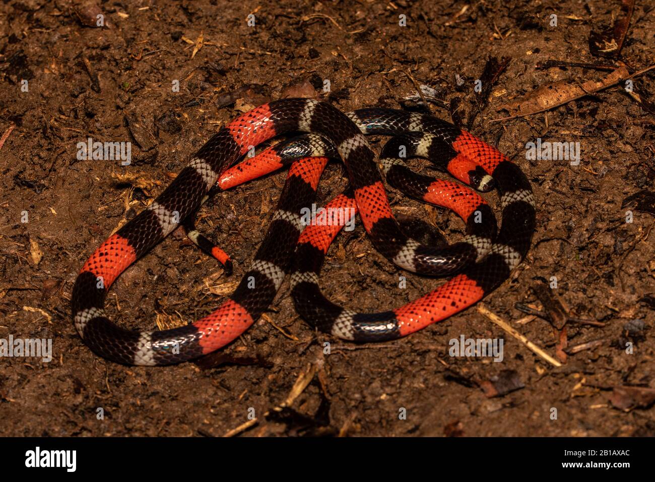 South american coral snake micrurus hi-res stock photography and images ...