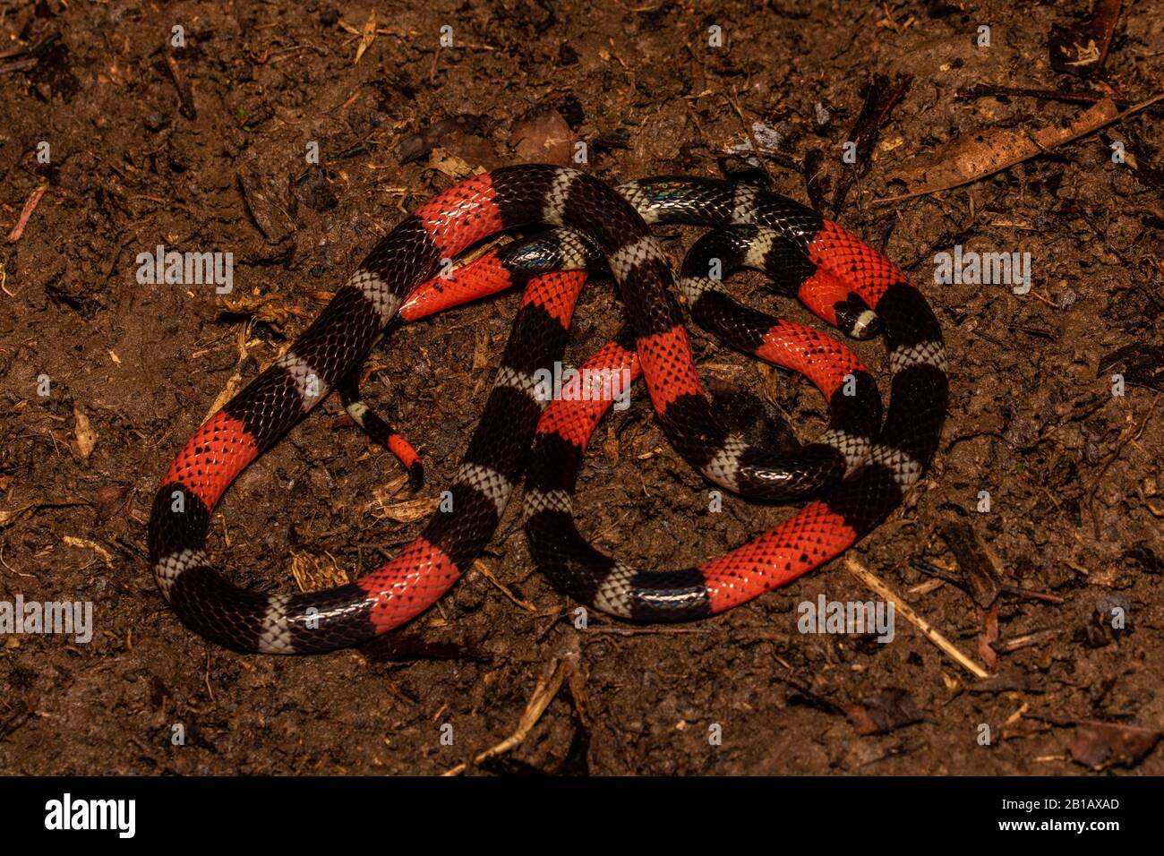 South american coralsnake hi-res stock photography and images - Alamy