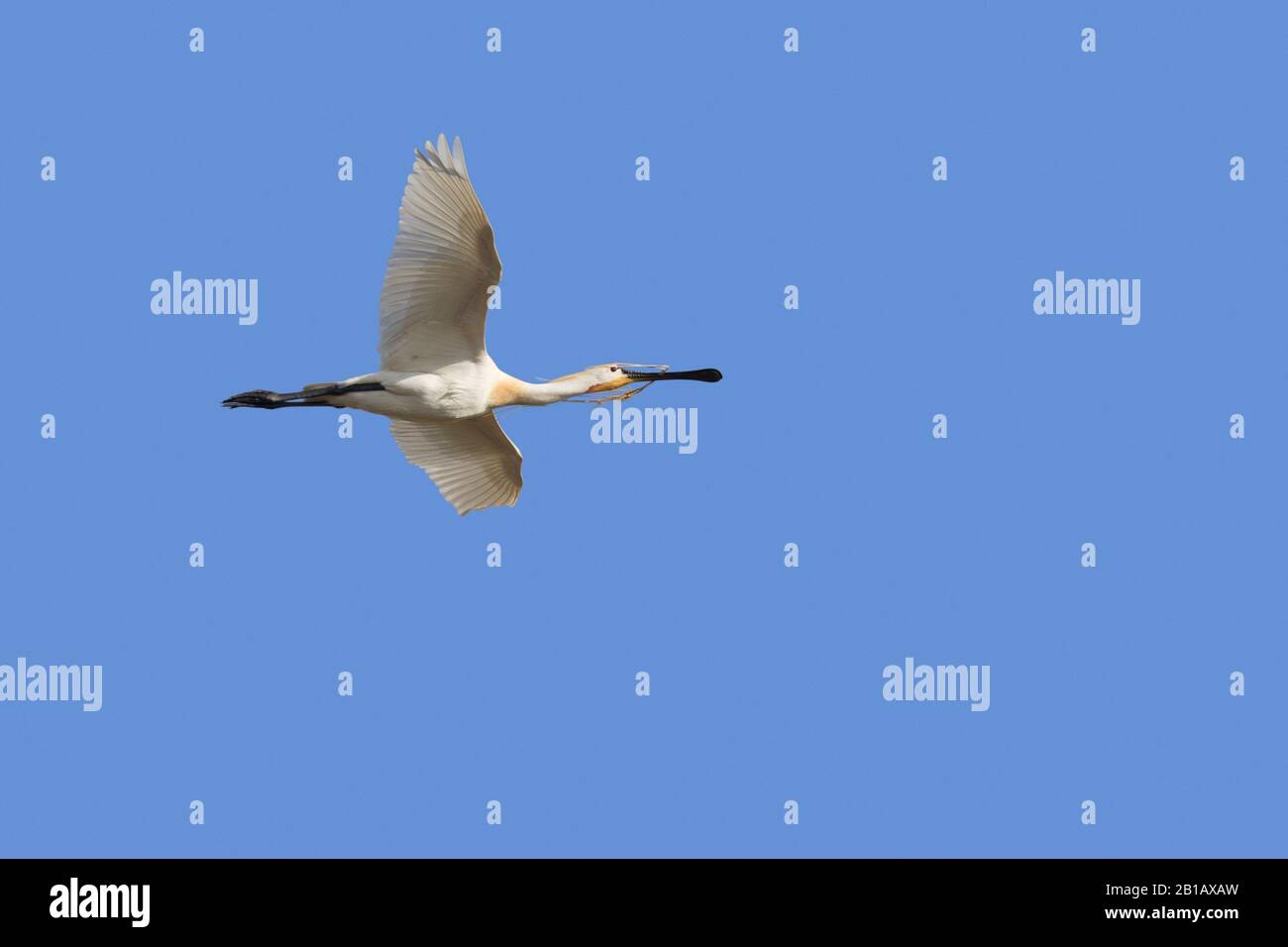 Eurasian spoonbill / common spoonbill (Platalea leucorodia) with ...