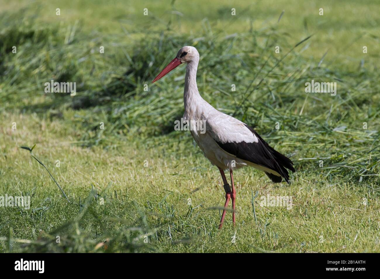 Stork ring hi-res stock photography and images - Alamy