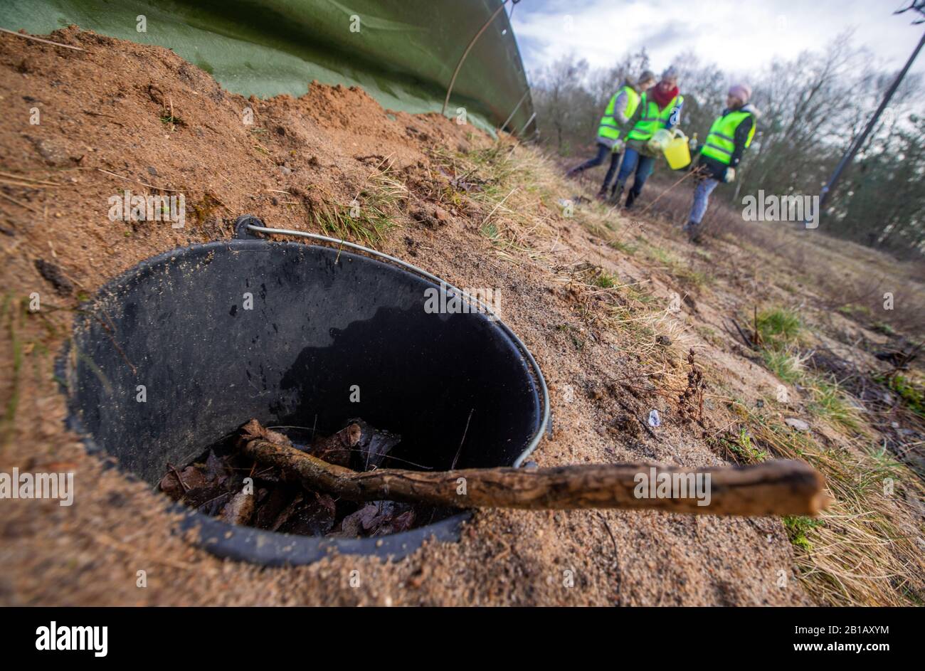 Group of newts hi-res stock photography and images - Alamy