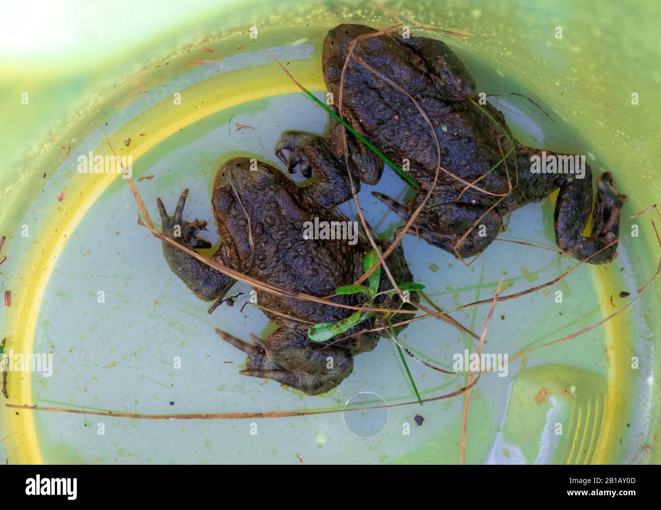 Frog rain germany hi-res stock photography and images - Alamy