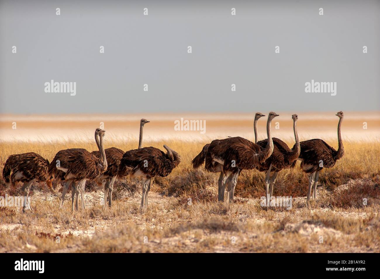 Flock of ostrich, the biggest bird in the world, Etosha National Park ...