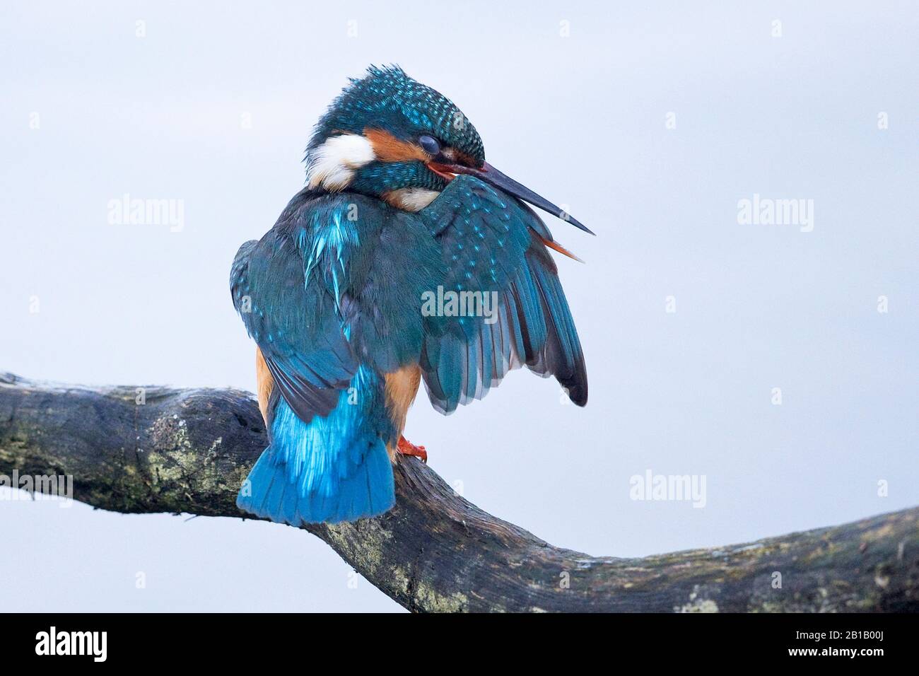 Common Kingfisher (Alcedo atthis Stock Photo - Alamy