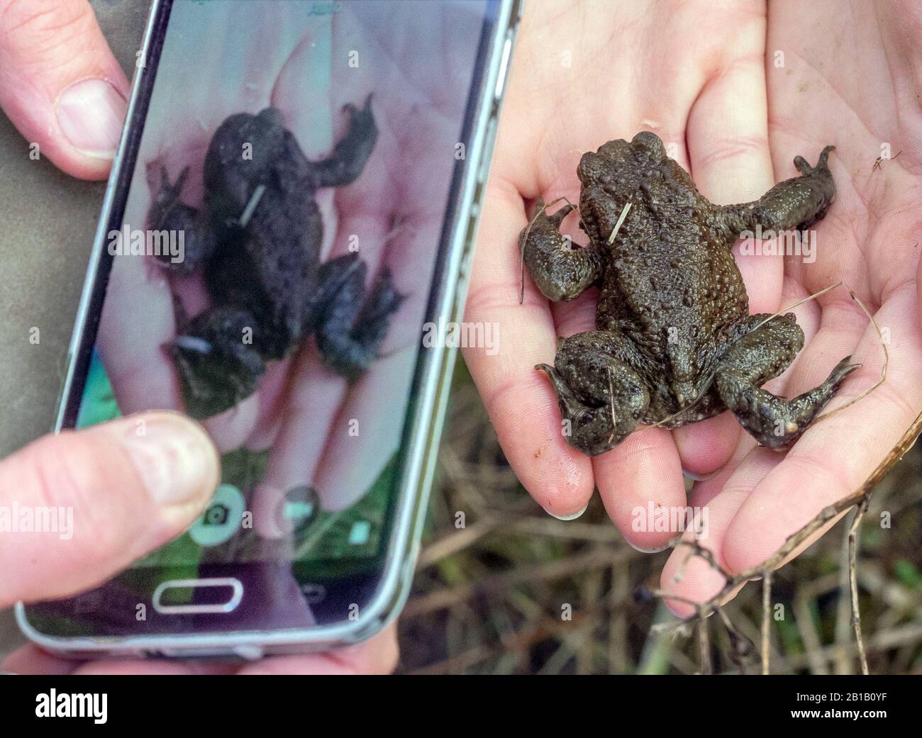 How to hold a toad hi-res stock photography and images - Alamy