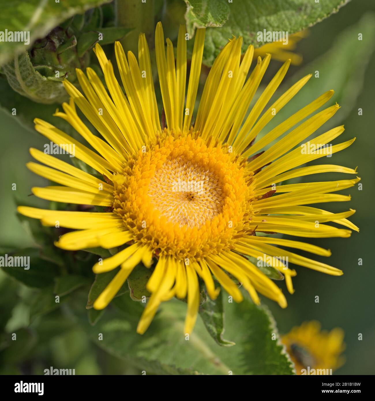 Real alant plant plants hi-res stock photography and images - Alamy