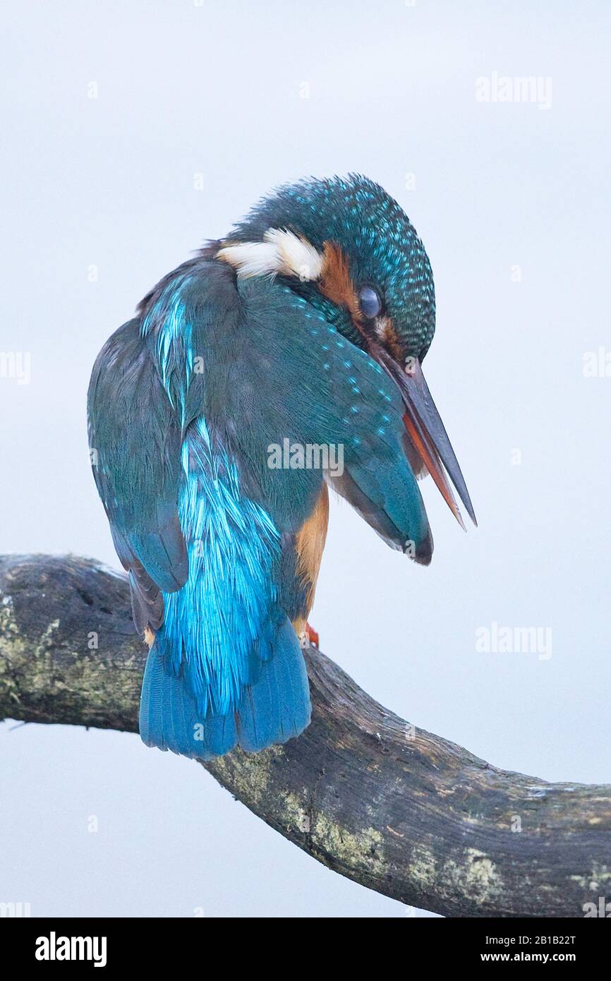 Common Kingfisher (Alcedo atthis Stock Photo - Alamy