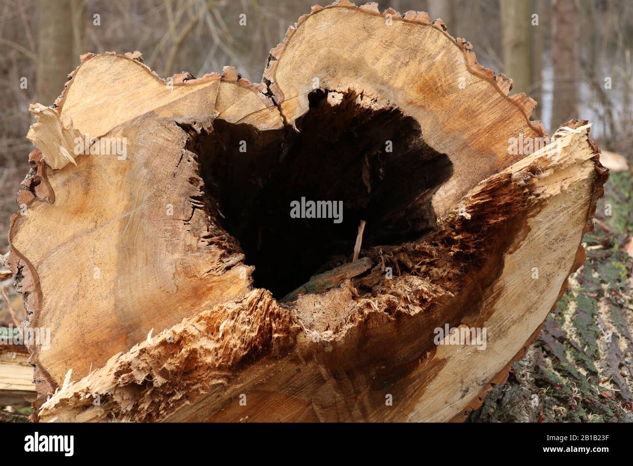 Felled tree trunk wood Stock Photo - Alamy