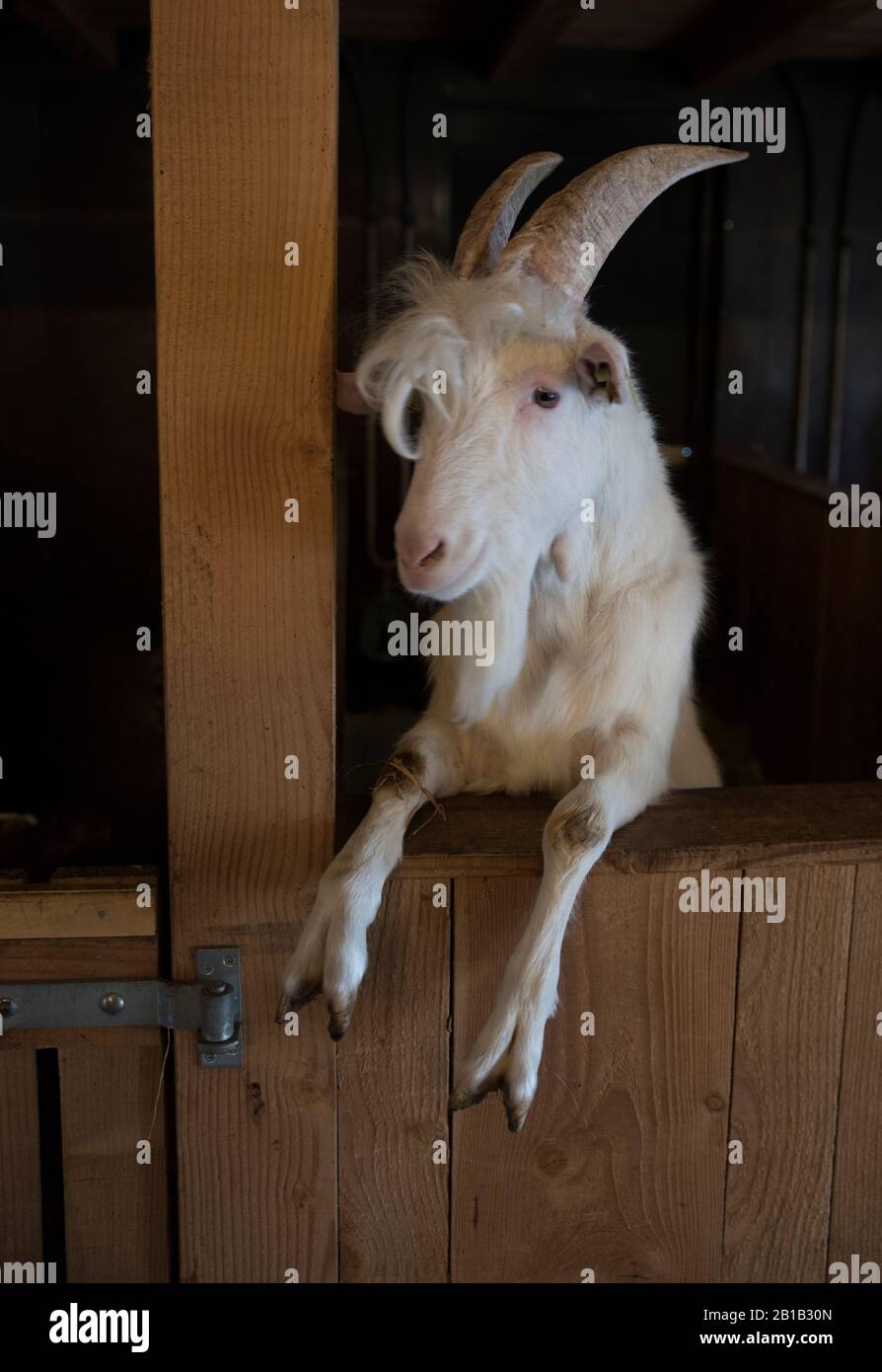 Funny goat hi-res stock photography and images - Alamy