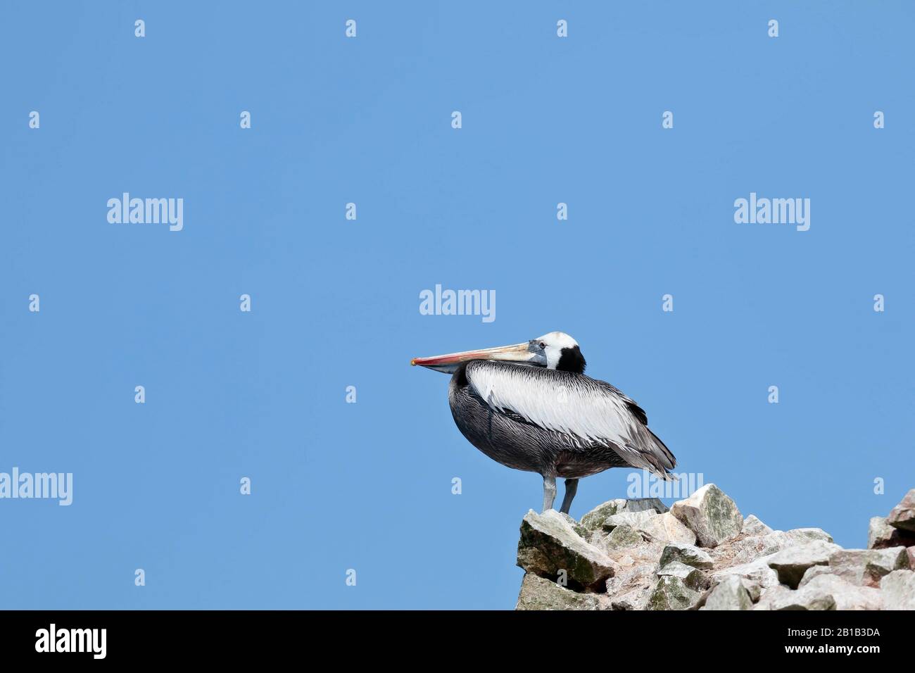 PERUVIAN PELICAN (Pelecanus thagus), pelicans perched on rocks in the ...