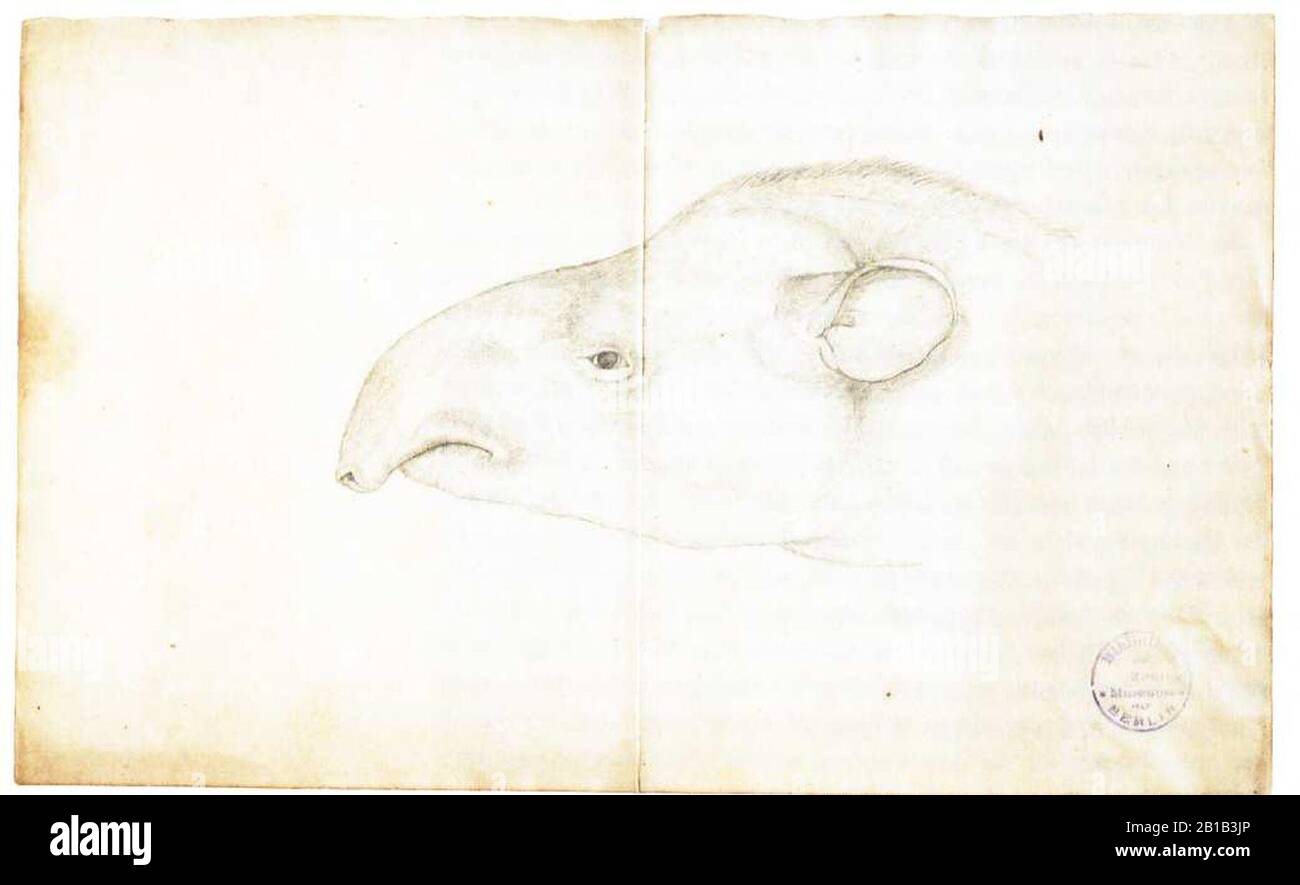 Sellow High Resolution Stock Photography and Images - Alamy