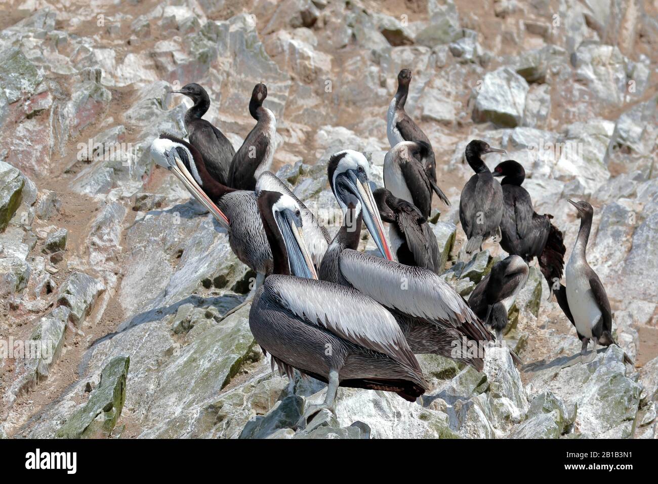 PERUVIAN PELICAN (Pelecanus thagus), pelicans perched on rocks in the ...