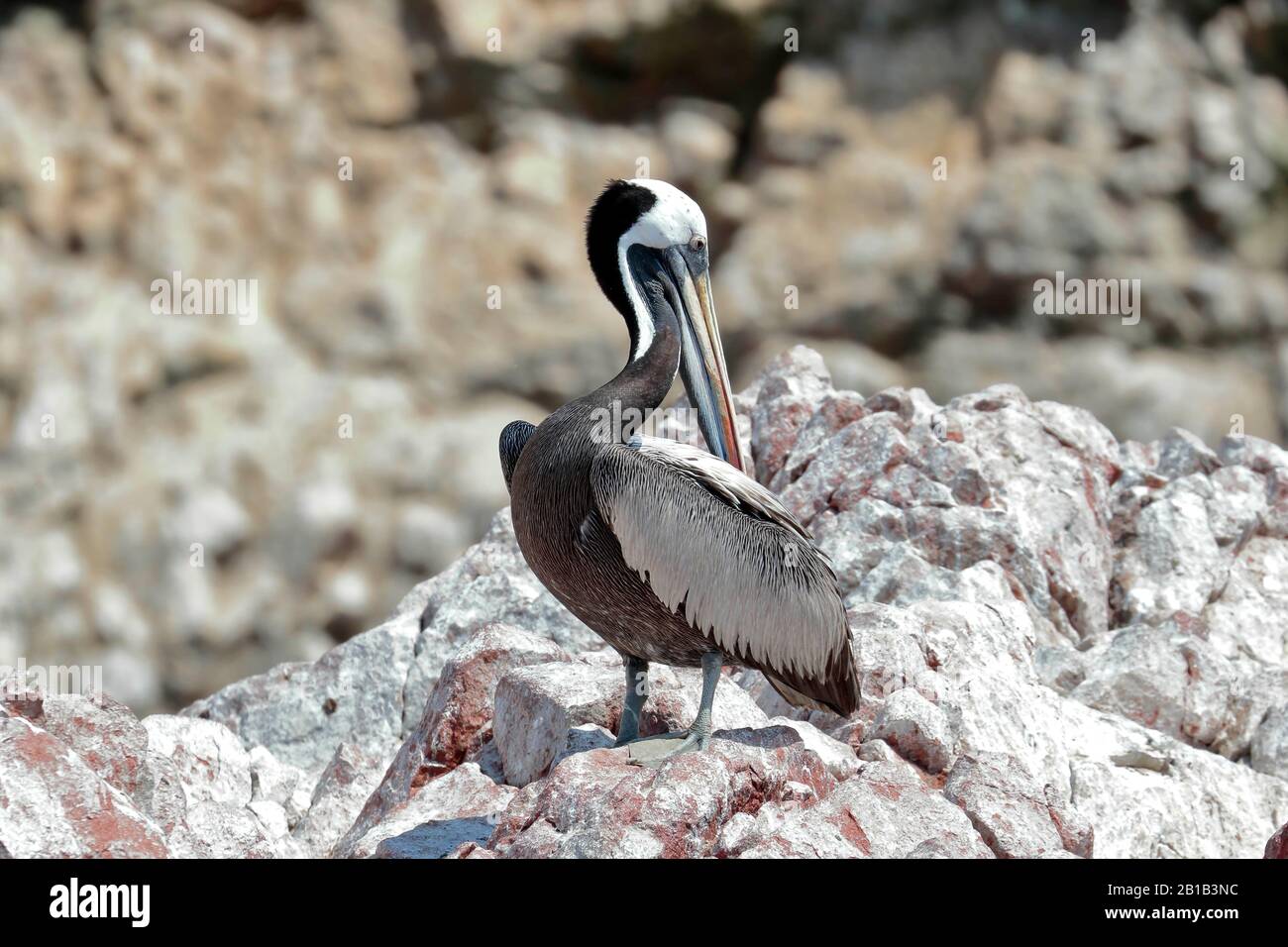 PERUVIAN PELICAN (Pelecanus thagus), pelicans perched on rocks in the ...