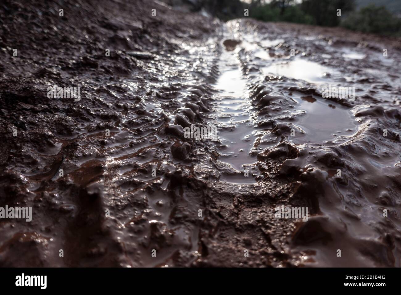 Mountain Bike tread marks in the mud Stock Photo - Alamy