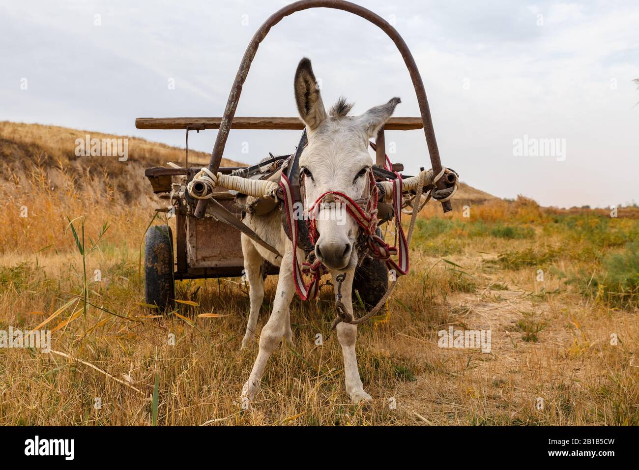 a donkey with a cart stands in a meadow and looks forward Stock Photo ...