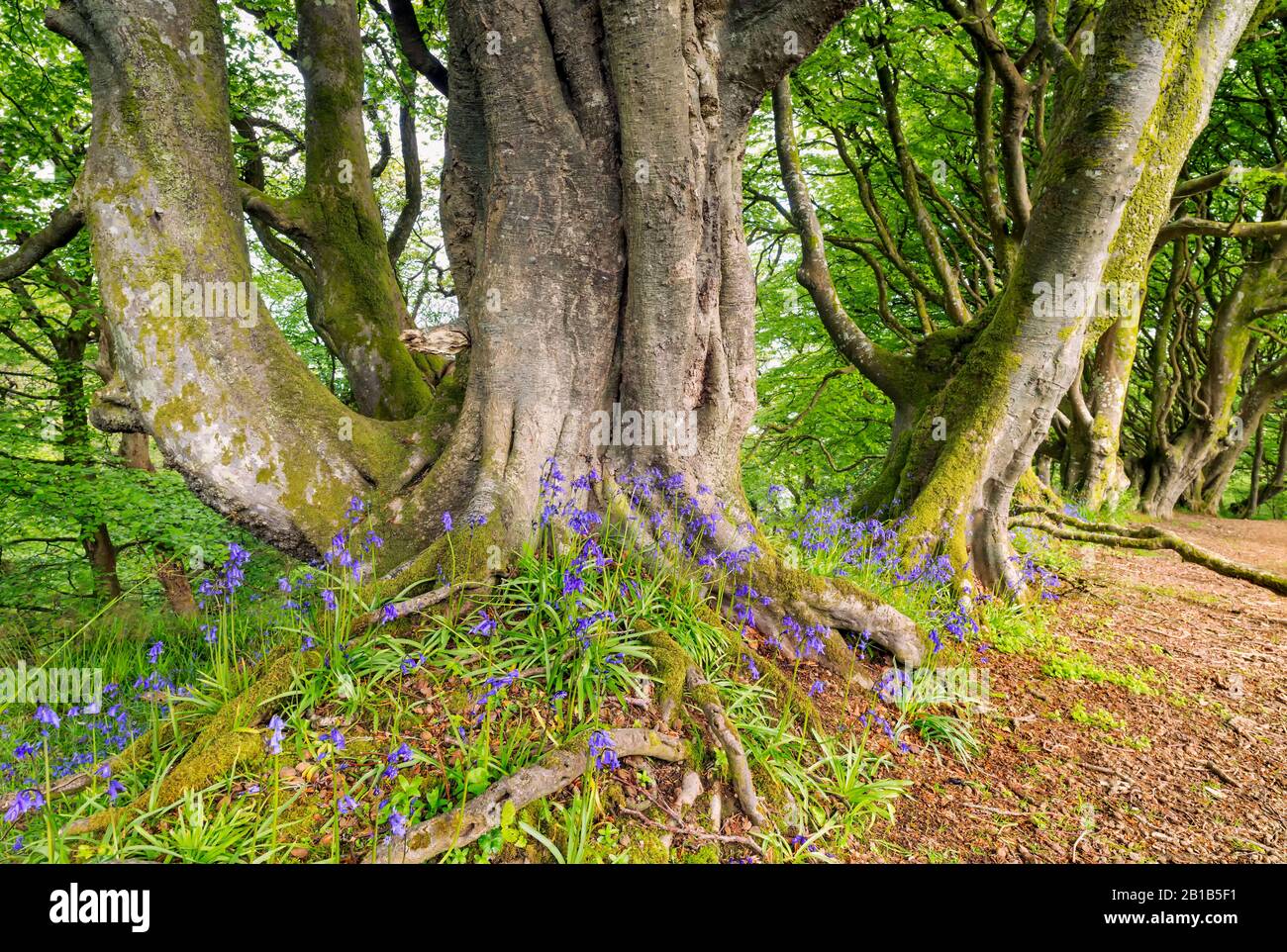 Wild bluebells, wild hyacinth, wild flowers in the North Devon ...
