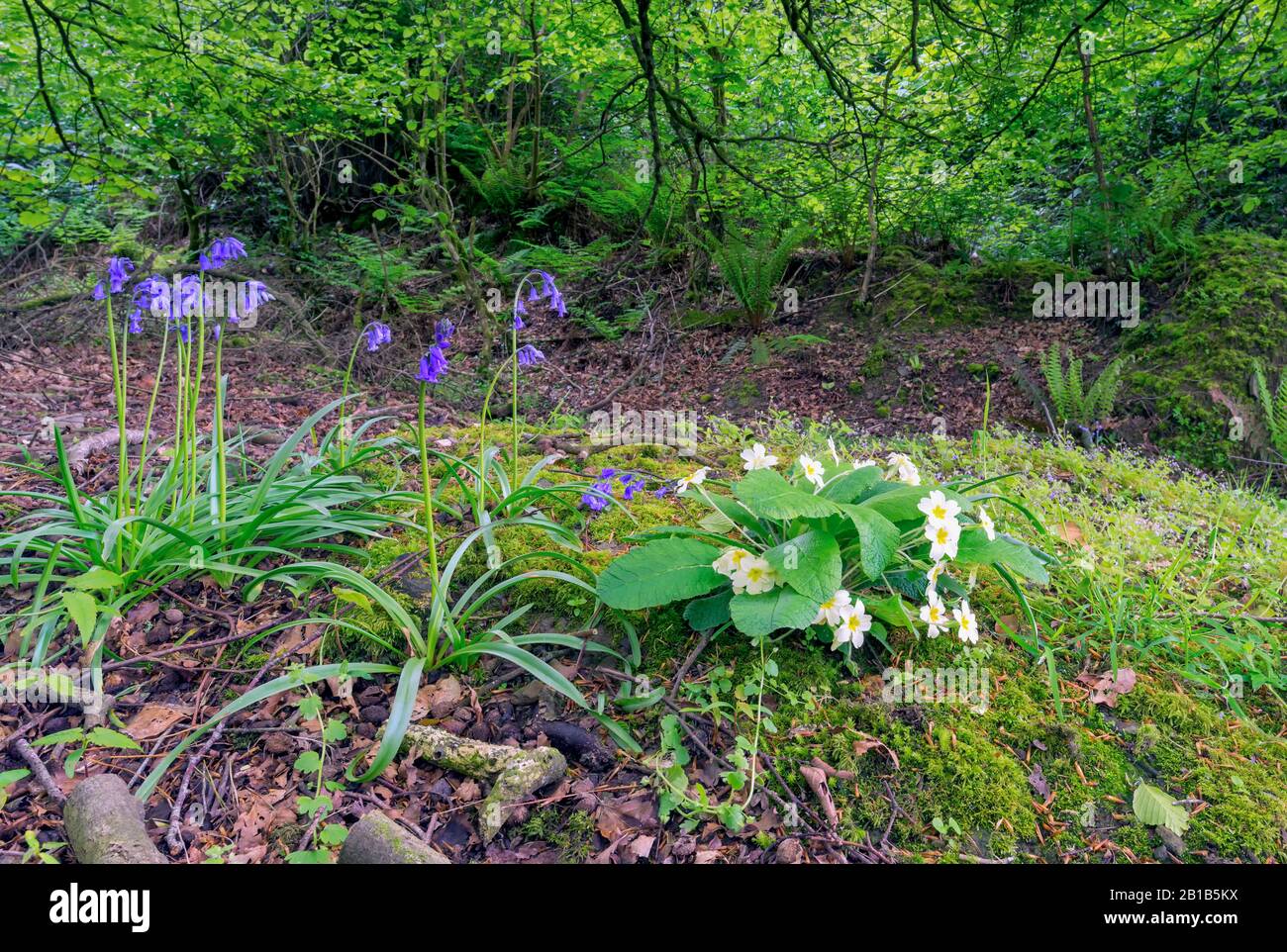 Wild bluebells, wild hyacinth, wild flowers in the North Devon ...