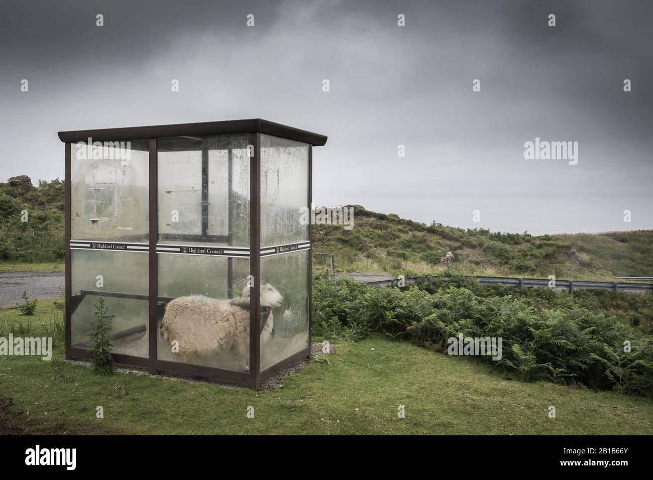 Sheep seeking shelter in a bus stop Stock Photo - Alamy