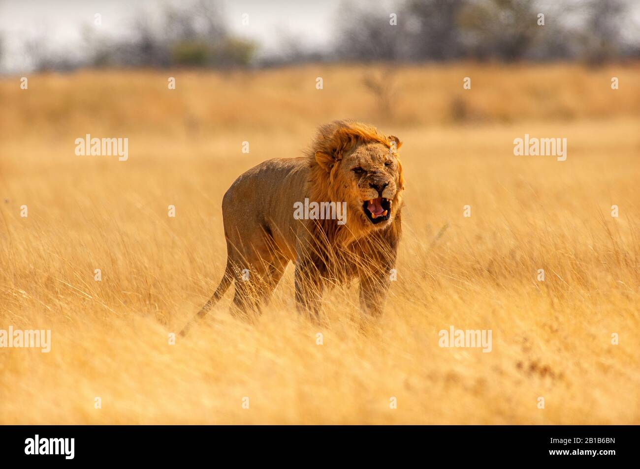 African savanna lion hi-res stock photography and images - Alamy