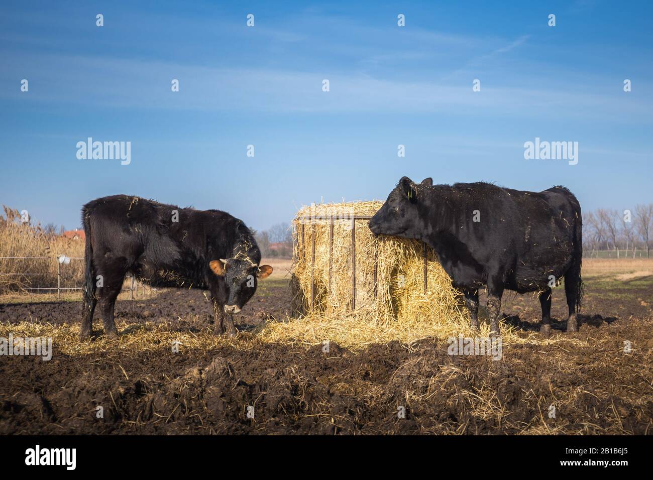 Two black cows grazing in mud close to feeder full of hay, Czech ...