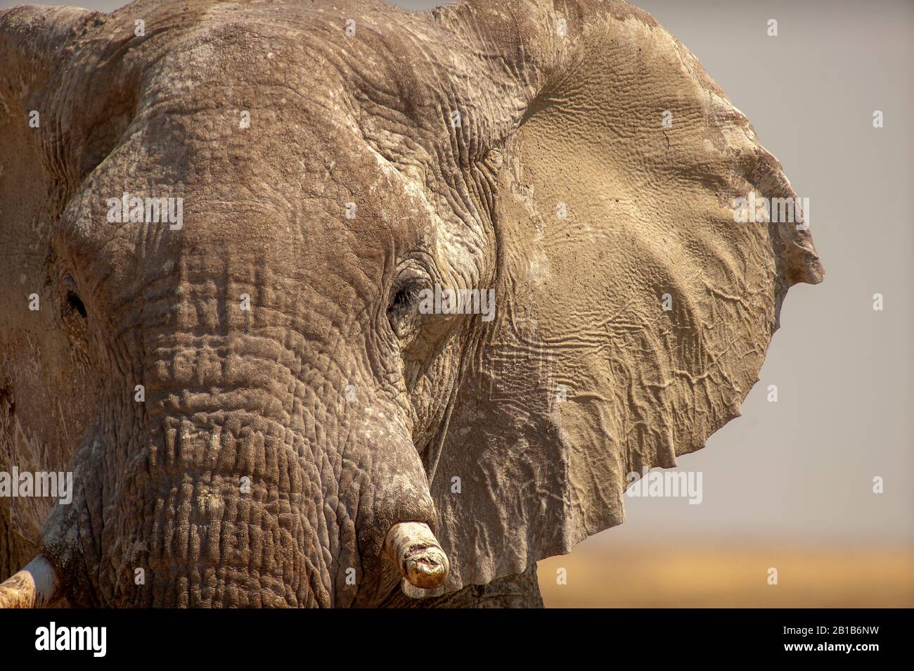 Baby elephant face close up hi-res stock photography and images - Alamy