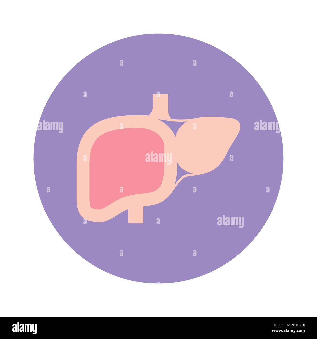 Liver illustration conceptual hi-res stock photography and images - Alamy