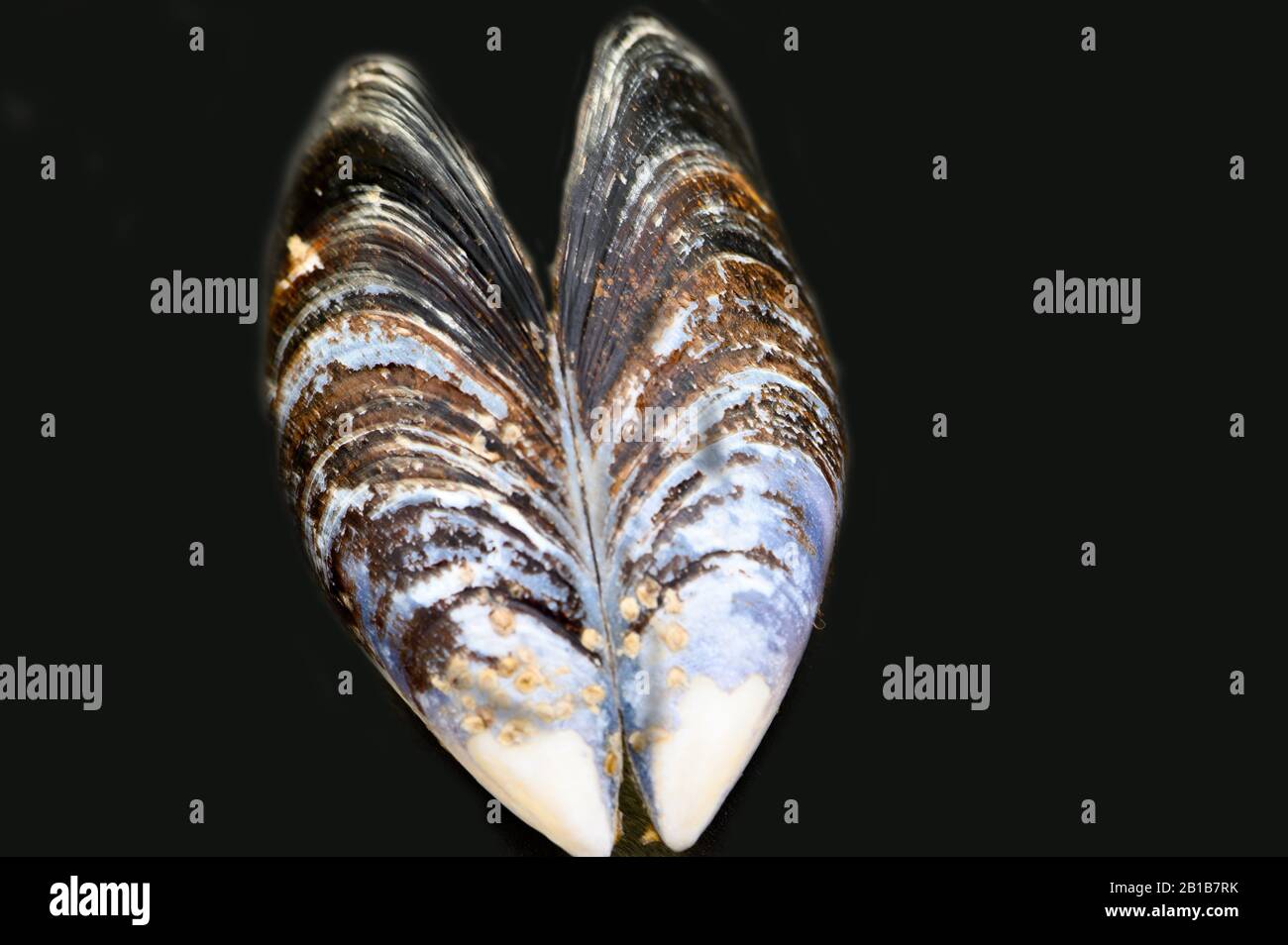Open Mussel shell on black background Stock Photo - Alamy