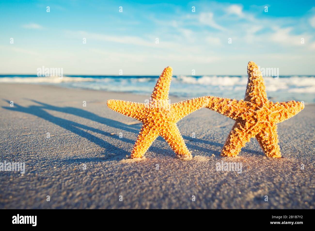 Two Starfish On Beach